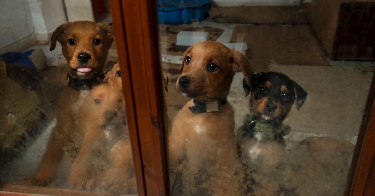 Pet resue orgs in partnership to help save 200 pups from pounds