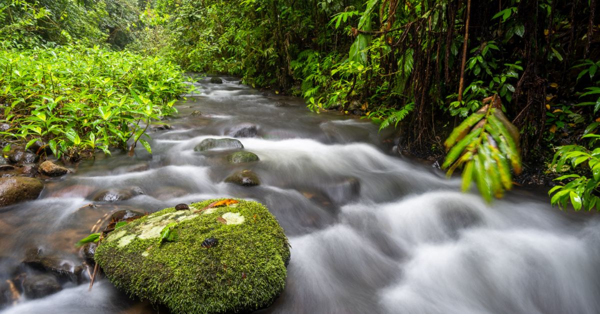 Maalan Cloud Forest in far north QLD saved for conservation
